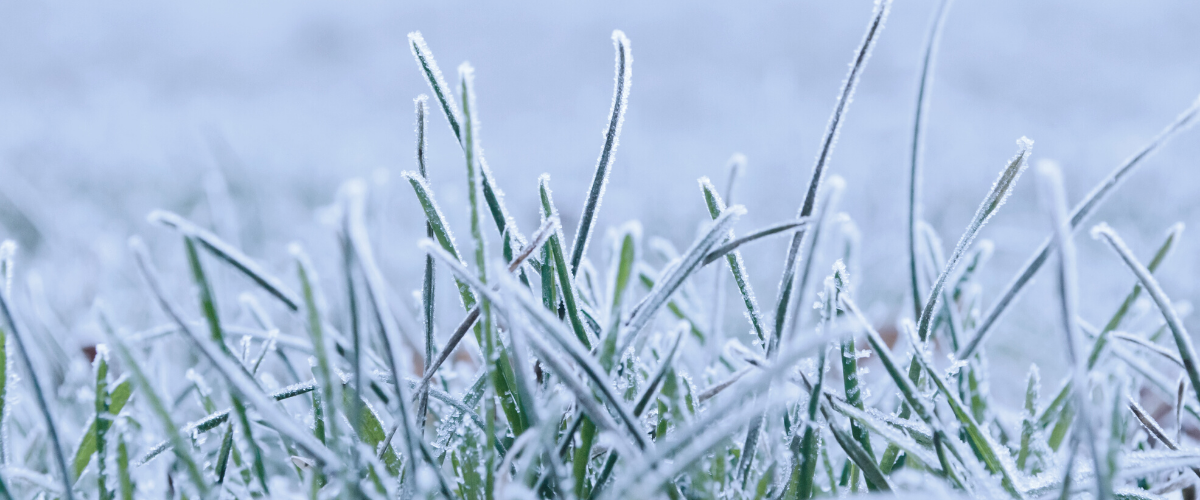Can I plant if the ground is frozen? If not, how do I store the plants ...
