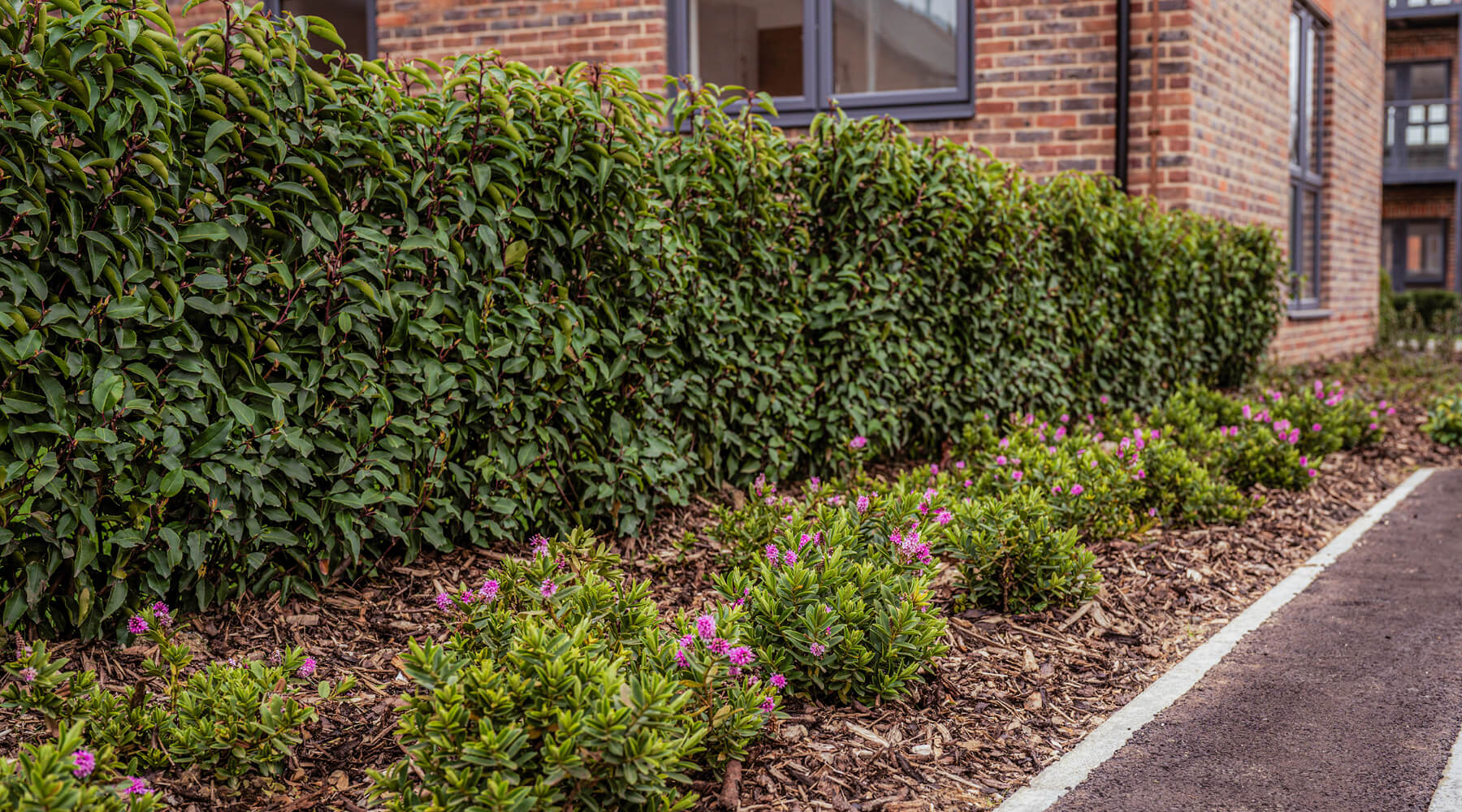 How to Plant a Hedge – Glenmore Hedging