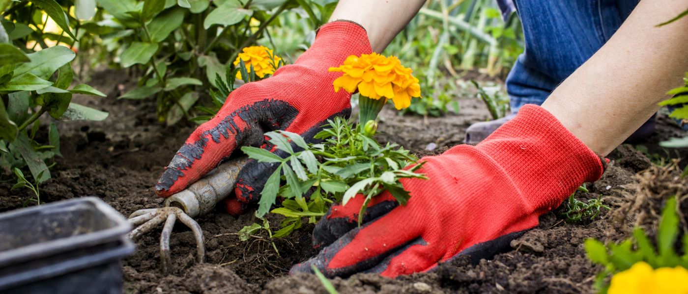 Tips For Planting In The Summer Heat – Glenmore Hedging