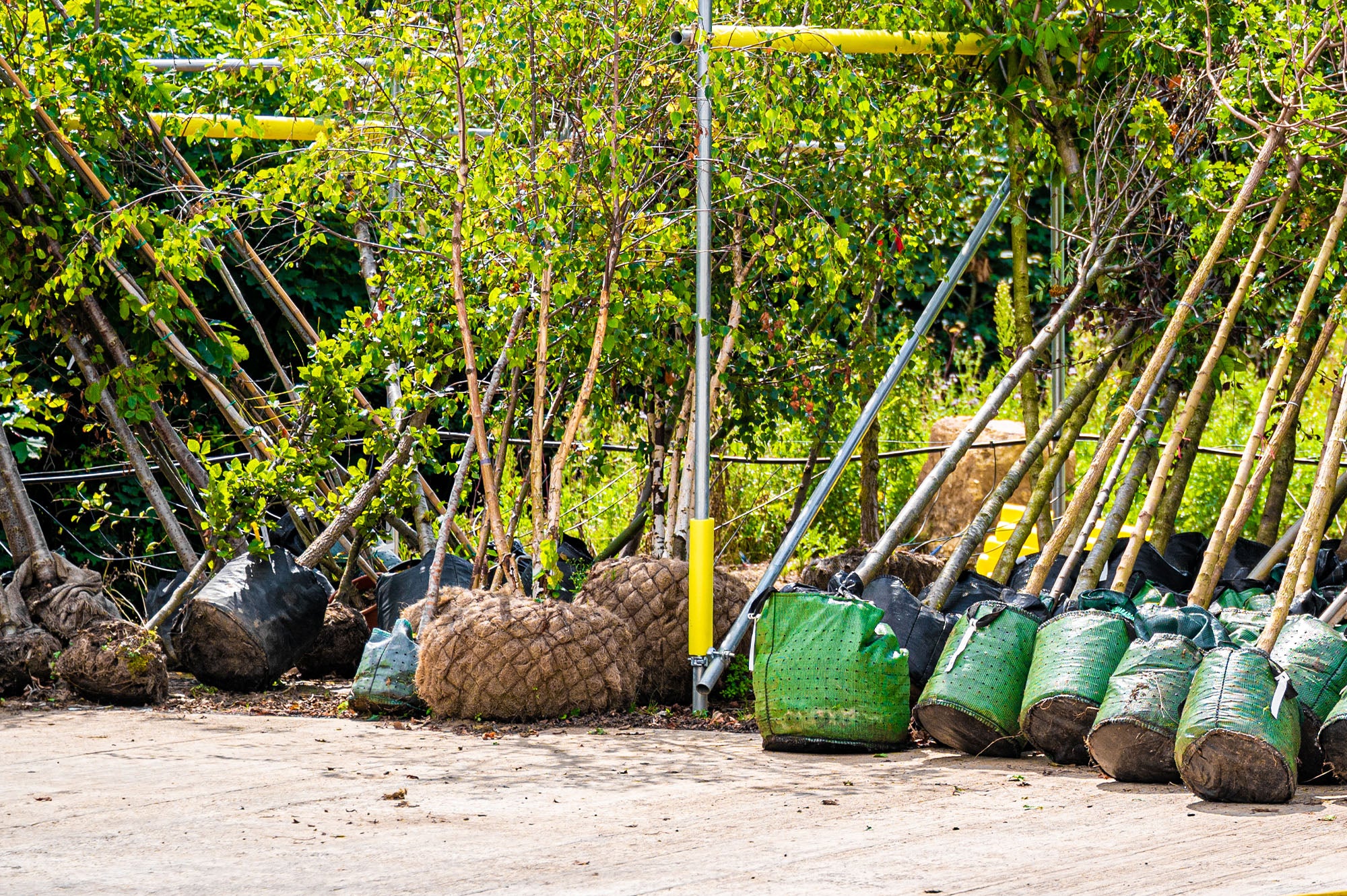 Bare Root and Root Ball Guide – Glenmore Hedging