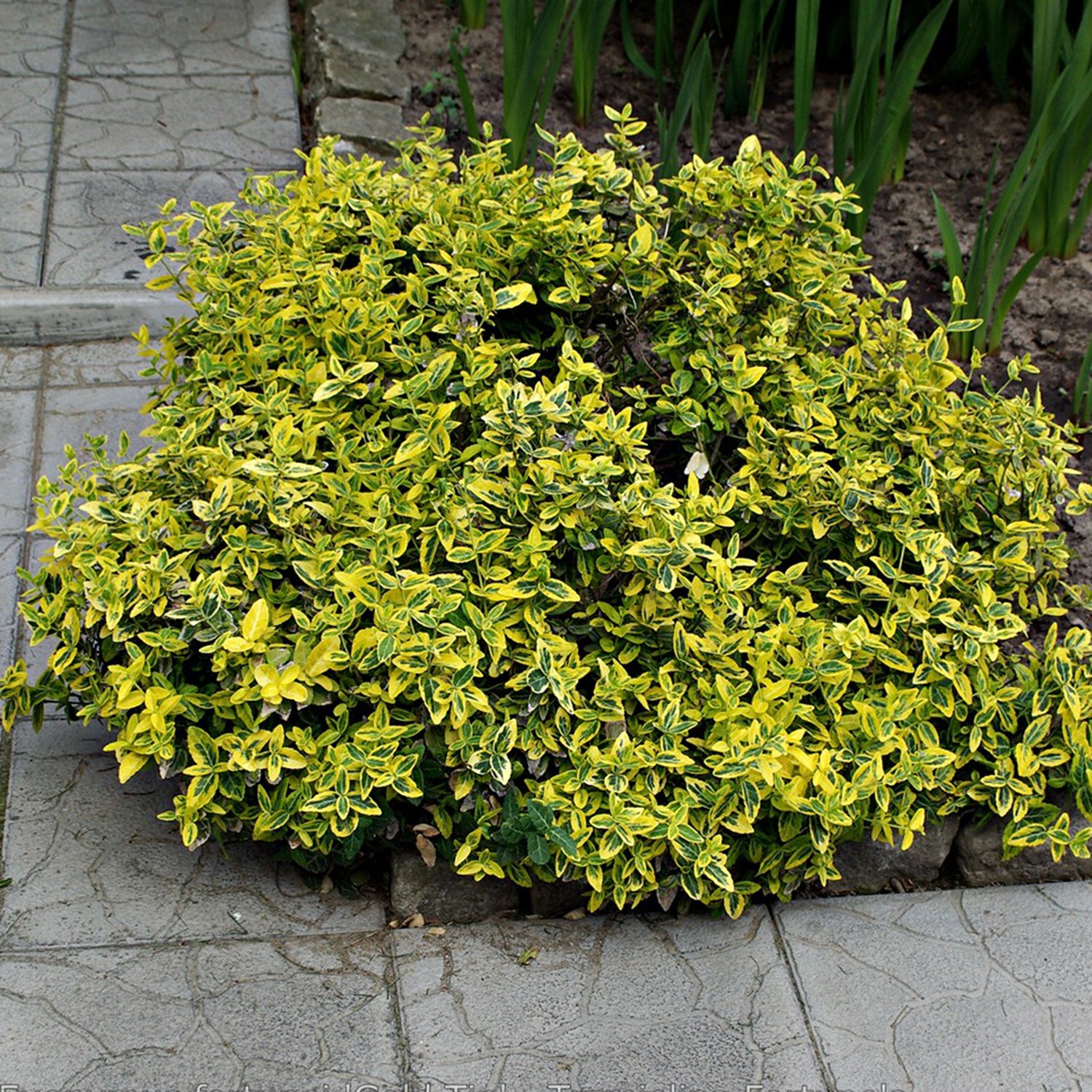 Japanese Spindle – Glenmore Hedging