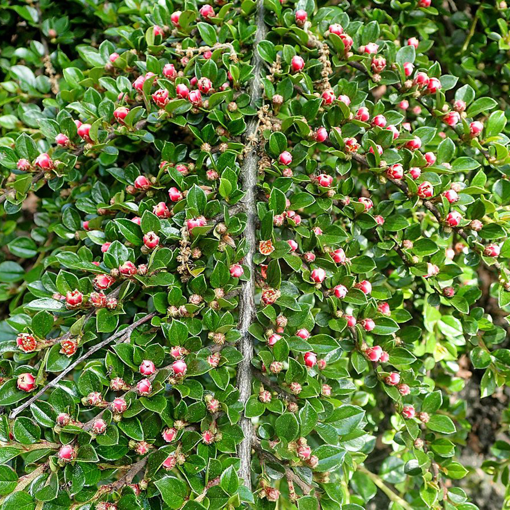 Pot Grown Wall Cotoneaster Hedging – Glenmore Hedging