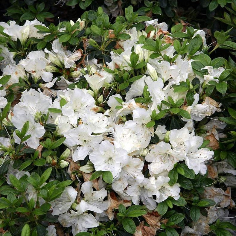 Dwarf Azalea 'Pleasant White' (20/30cm Pot Grown) – Glenmore Direct