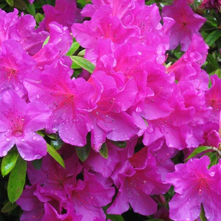 Azalea 'Geisha Purple' (20/30cm Pot Grown) – Glenmore Hedging