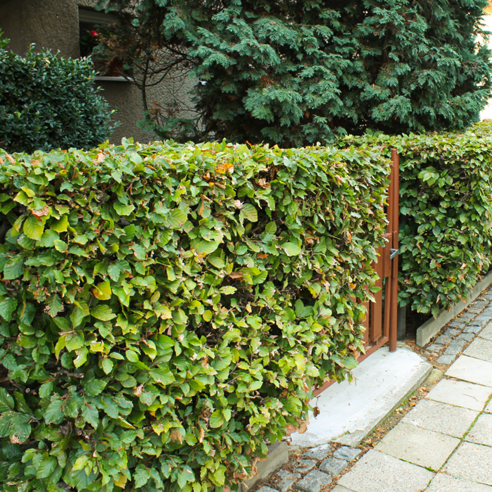 Bare Root Beech Bundle 80/100cm x 50 – Glenmore Direct