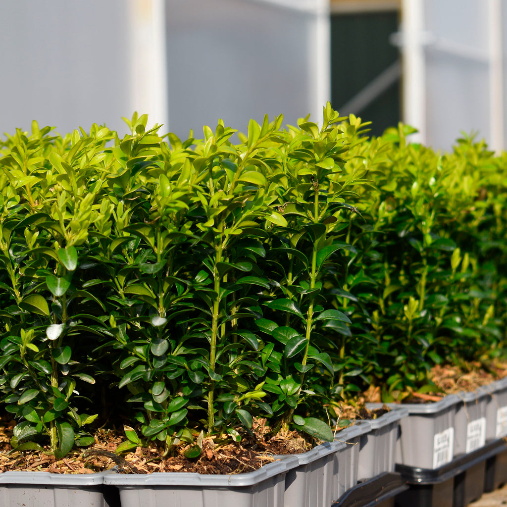 box hedging 30 40cm
