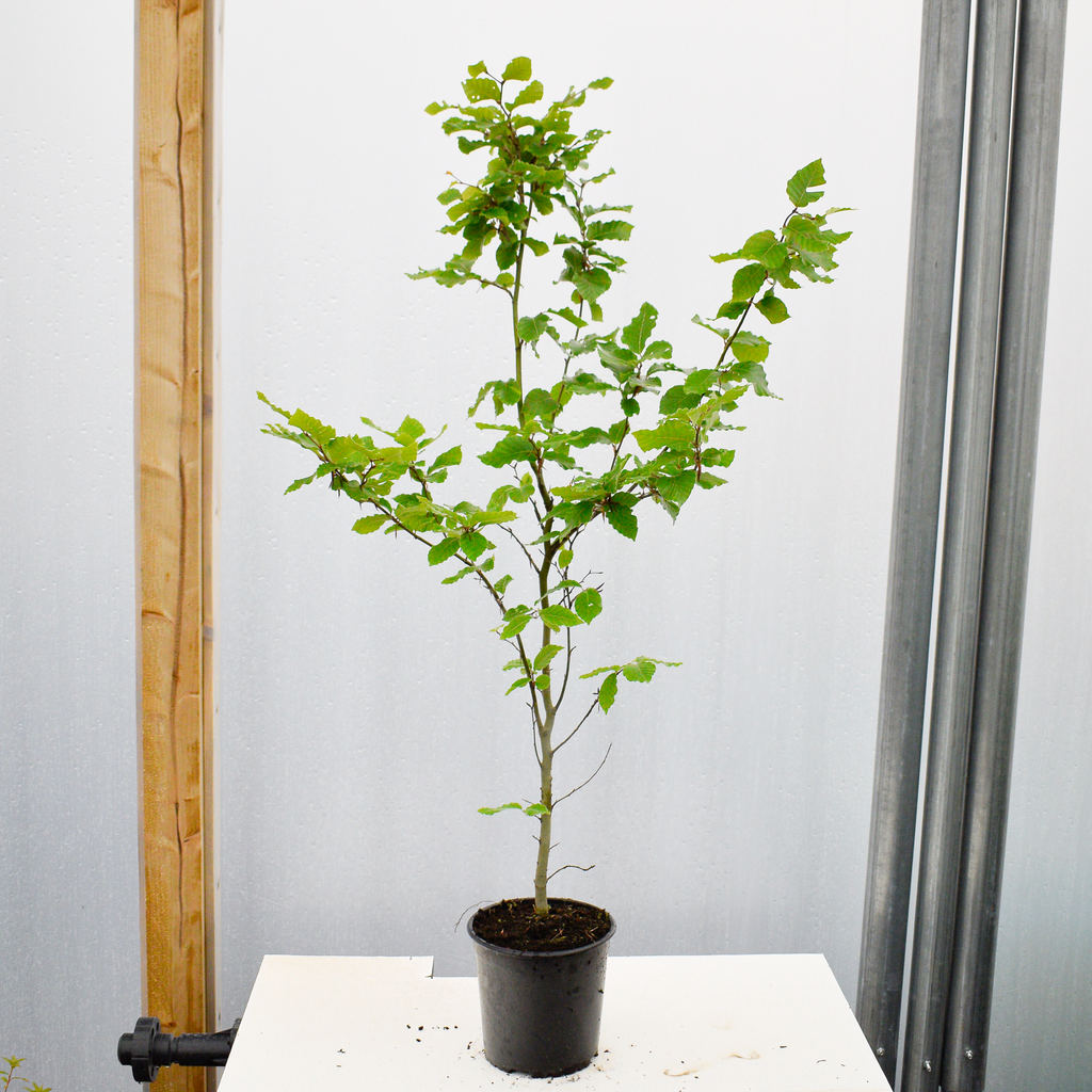 Bare Root Beech Hedging – Glenmore Direct
