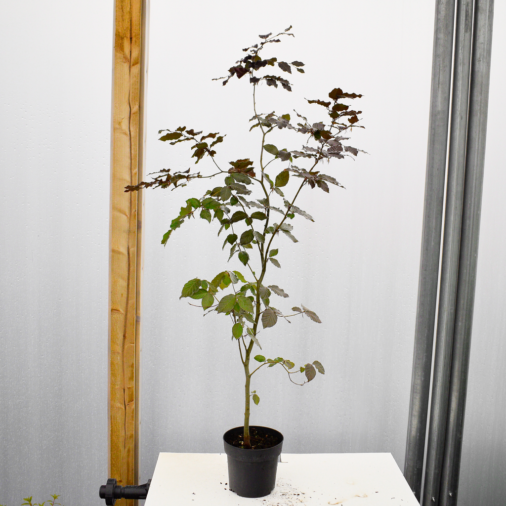 Bare Root Copper Beech Hedging – Glenmore Hedging