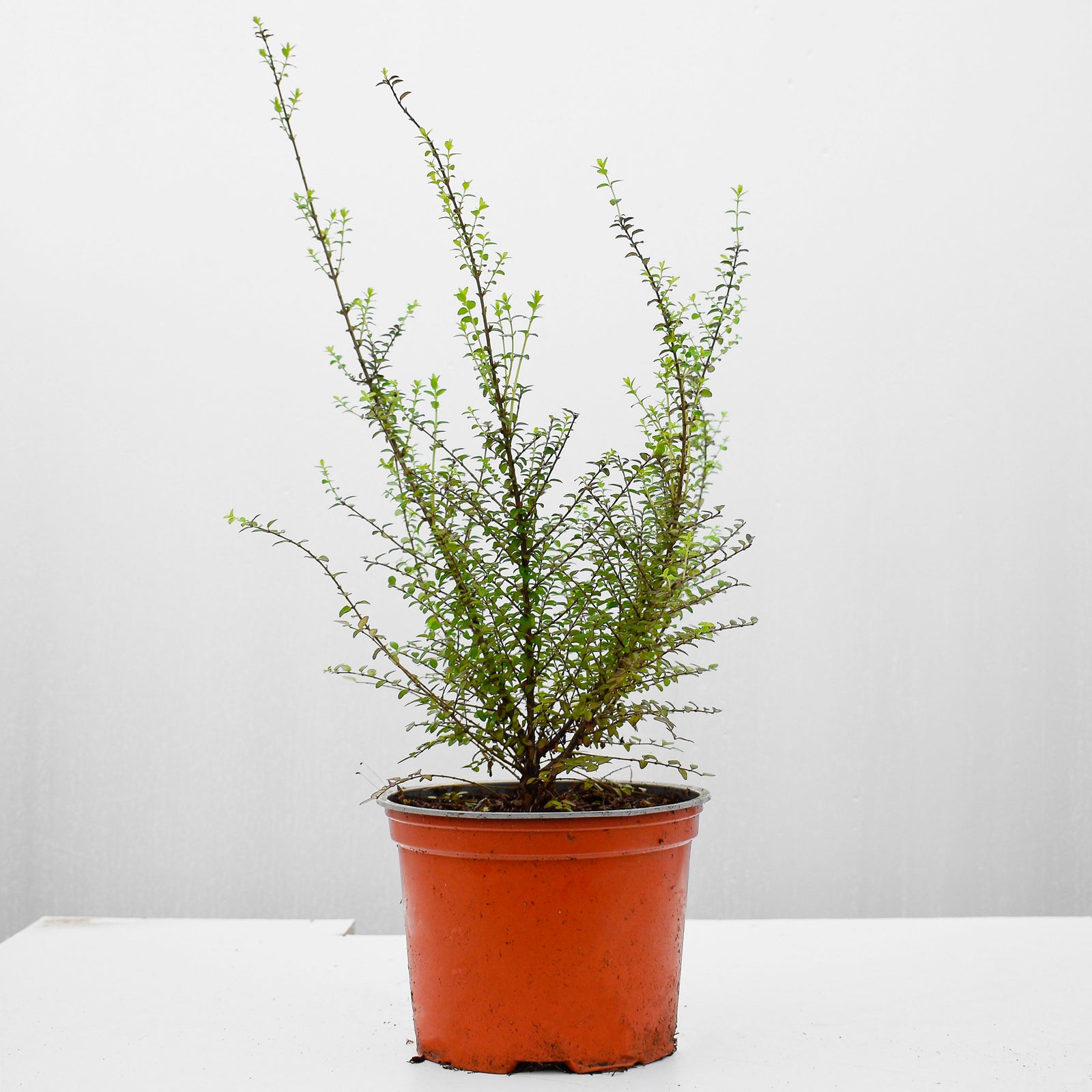 honeysuckle pruning uk