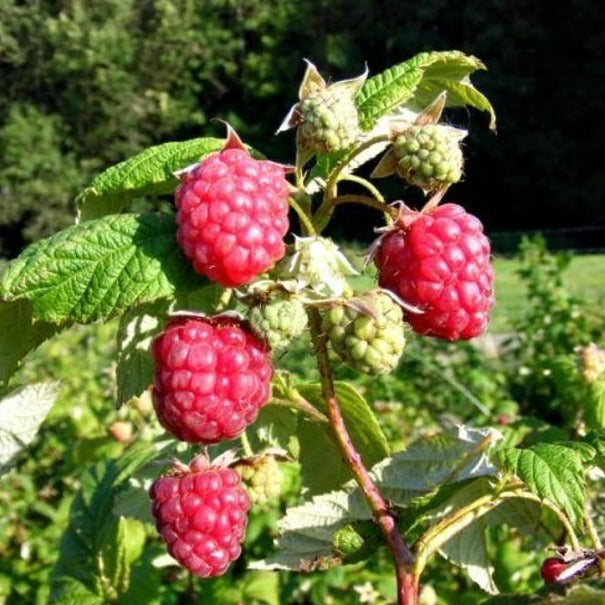 Bare Root Raspberry Autumn Bliss Canes – Glenmore Hedging