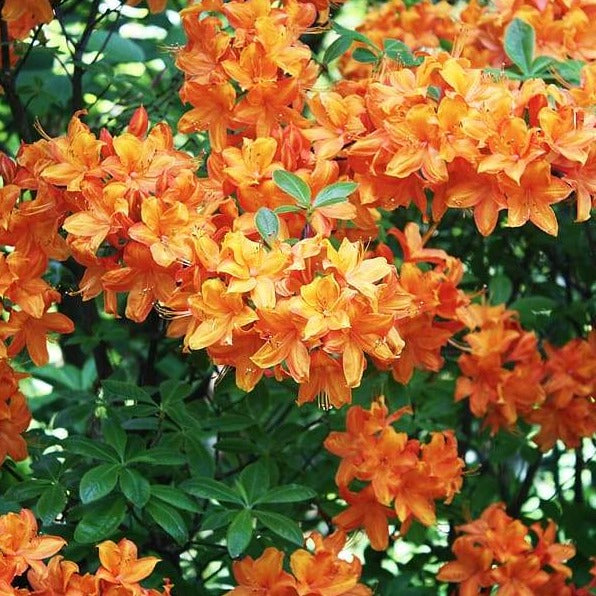 Azalea 'Geisha Orange' (20/30cm Pot Grown) – Glenmore Hedging