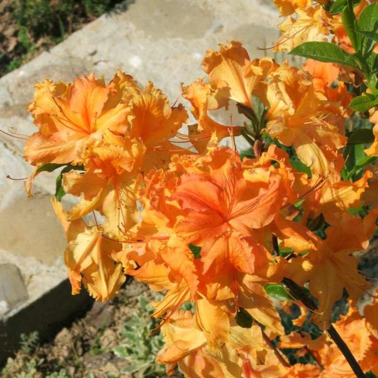 Azalea 'Geisha Orange' (20/30cm Pot Grown) – Glenmore Hedging