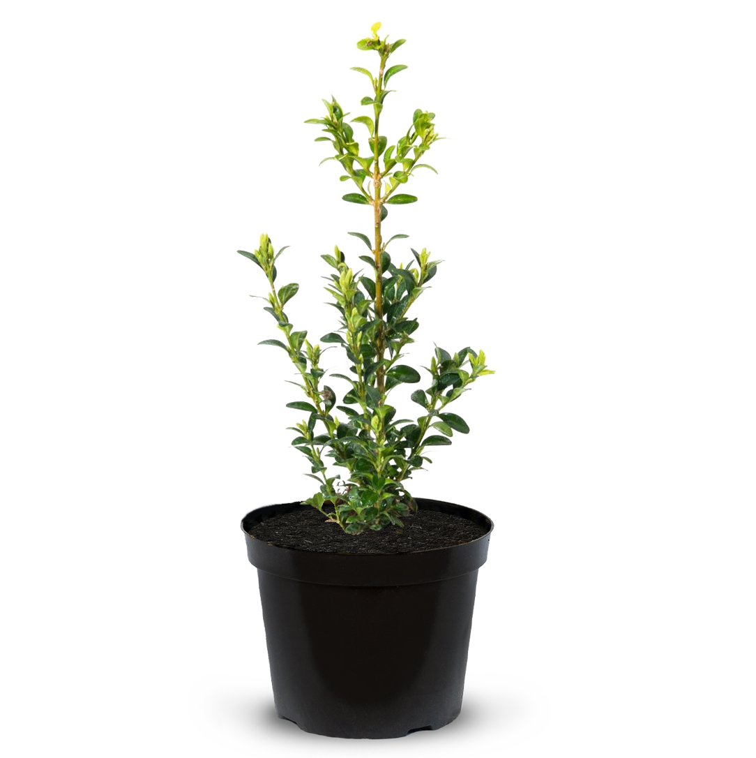 Bare Root Box Hedging – Glenmore Hedging