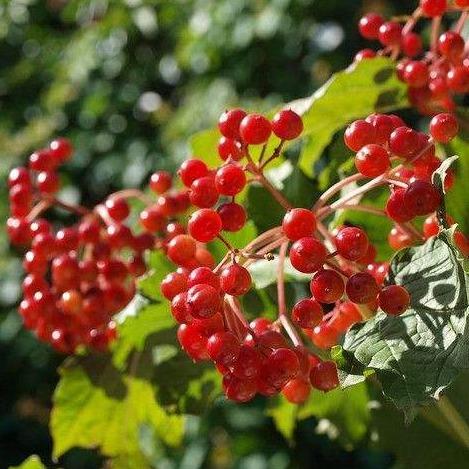 Guelder Rose – Glenmore Direct
