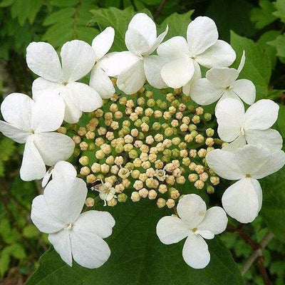 guelder rose pruning