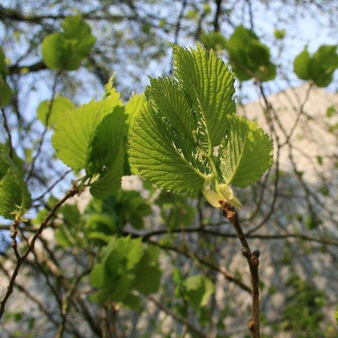 Bare Root Hazel Bundle 90/120cm x 250 – Glenmore Hedging