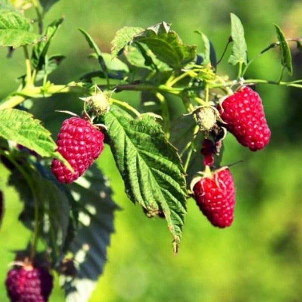 Bare Root Raspberry Malling Admiral Canes – Glenmore Direct