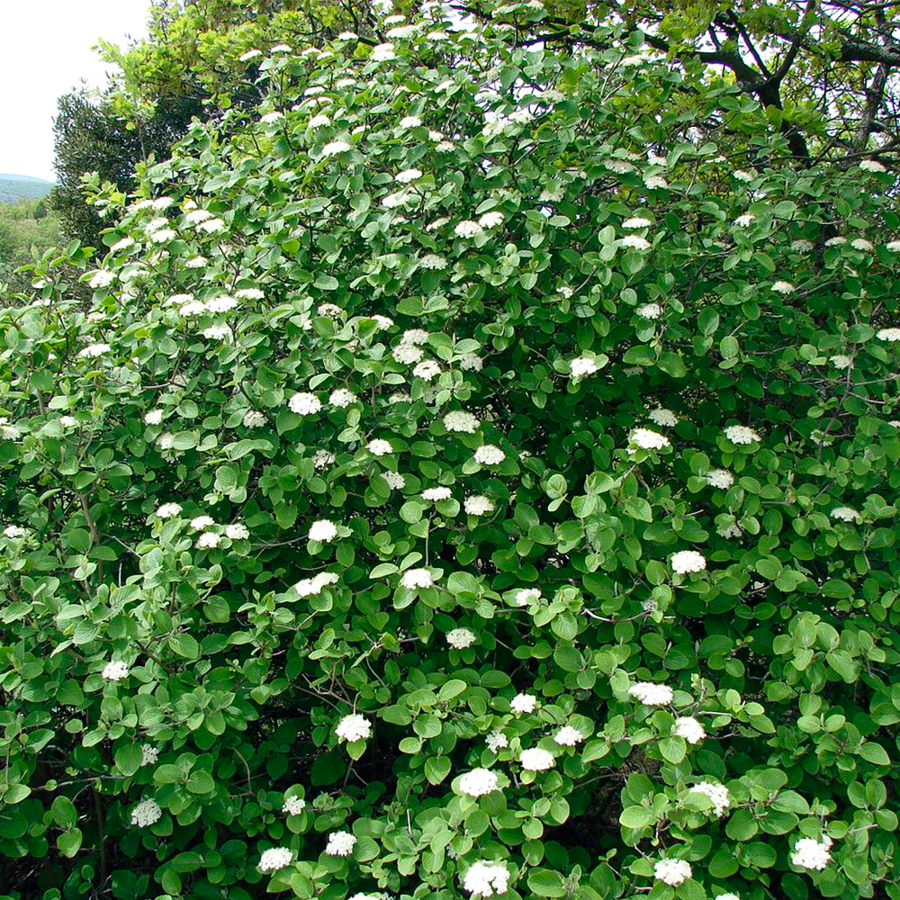 Wayfaring Tree – Glenmore Hedging