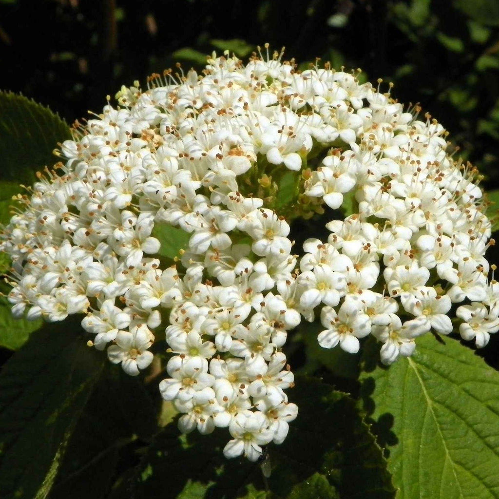 Wayfaring Tree – Glenmore Hedging